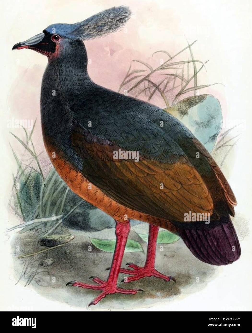 Crested pigeon photo hi-res stock photography and images - Alamy