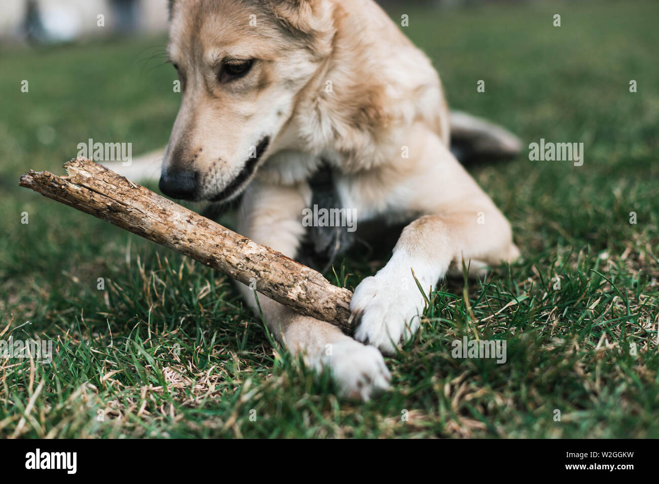 Husky puppy stick hi-res stock photography and images - Alamy