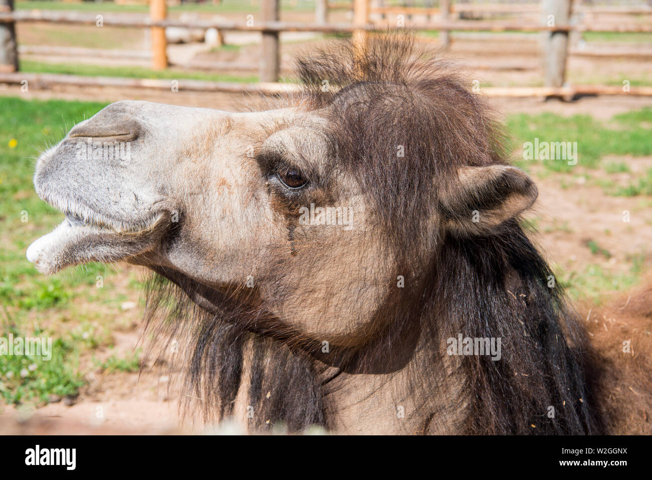 Two Humped Camel Stock Photos & Two Humped Camel Stock Images - Alamy