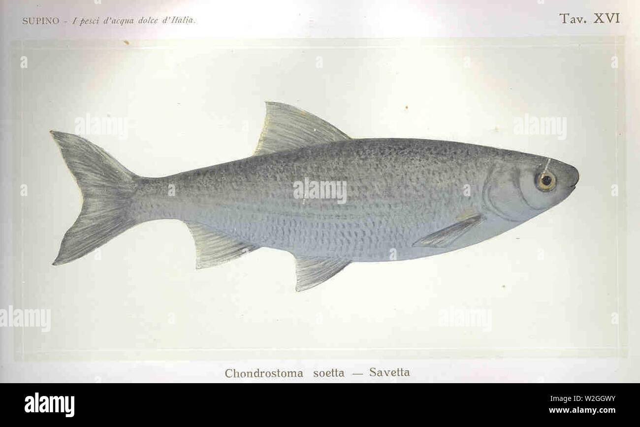 Soetta hi-res stock photography and images - Alamy