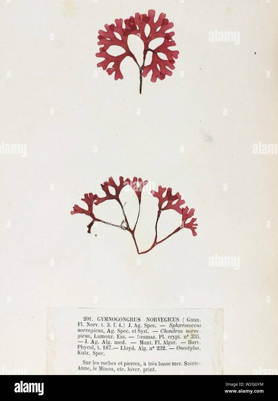 Chondrus crispus hi-res stock photography and images - Alamy