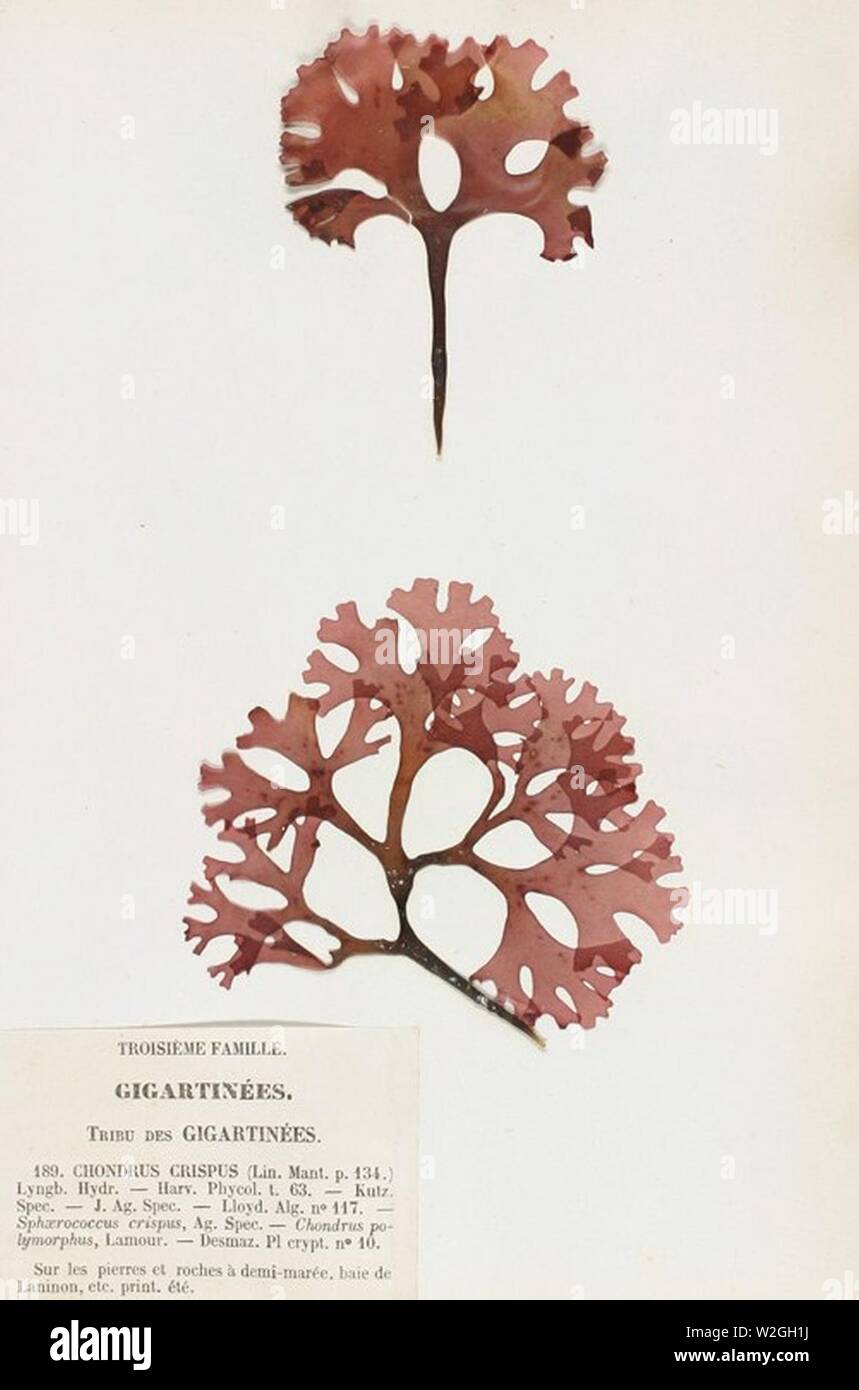Chondrus crispus Crouan Stock Photo - Alamy