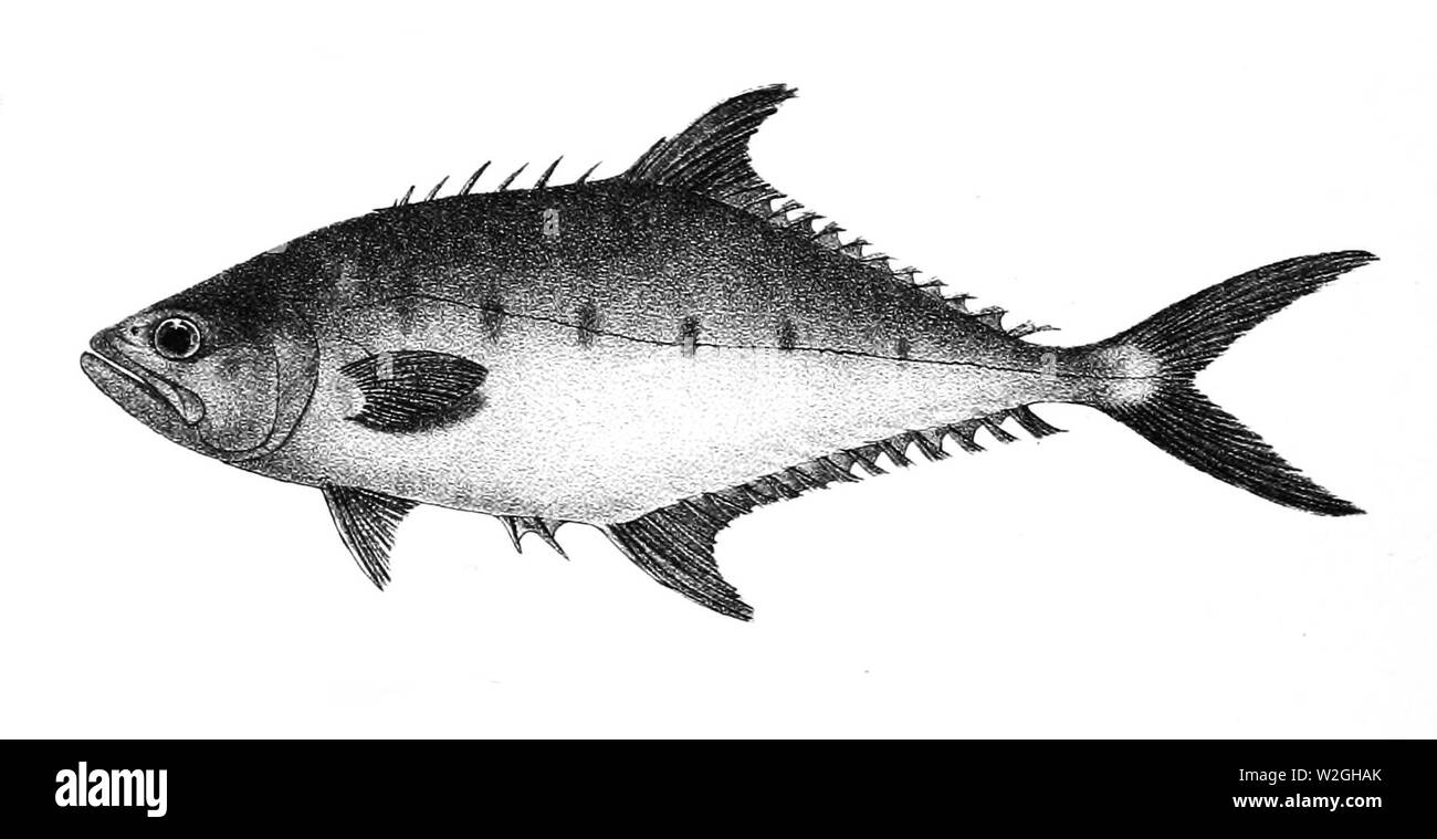 Chorinemus toloo Ford 51A Stock Photo - Alamy