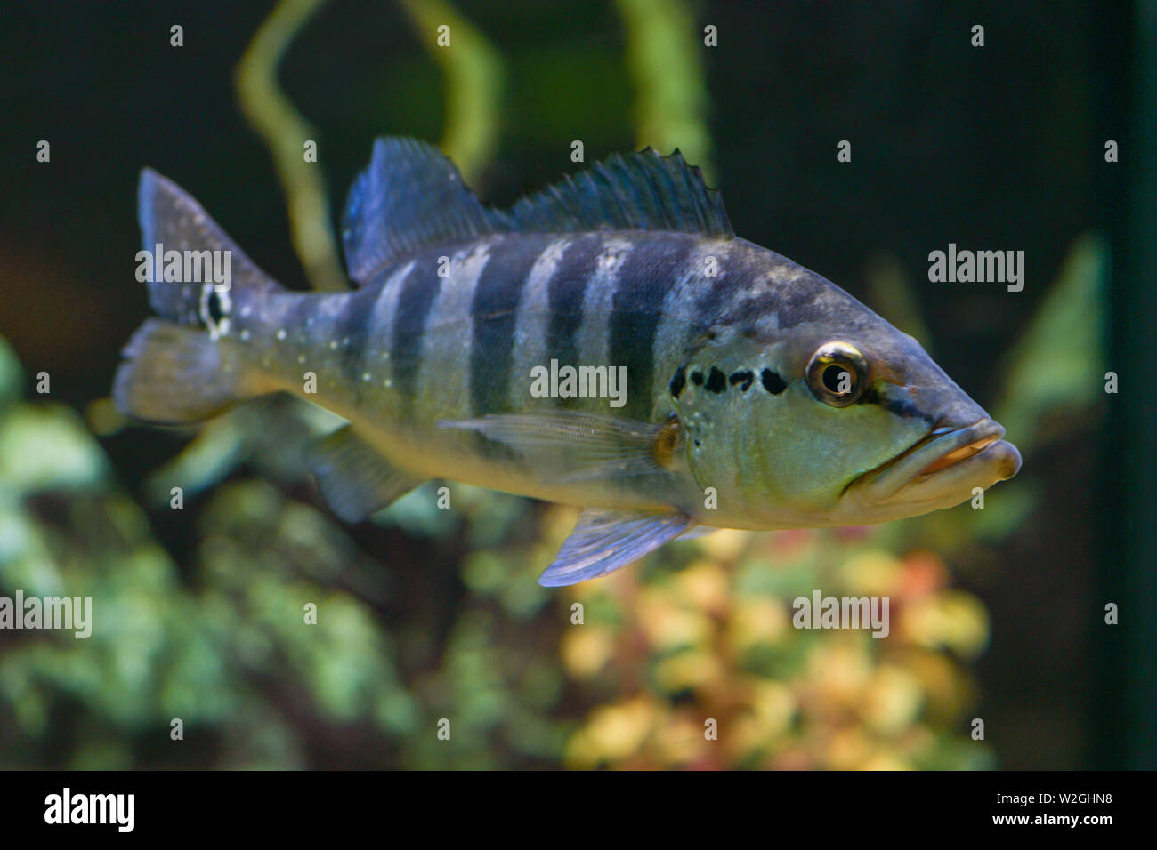Freshwater fish with big scales hi-res stock photography and images - Alamy