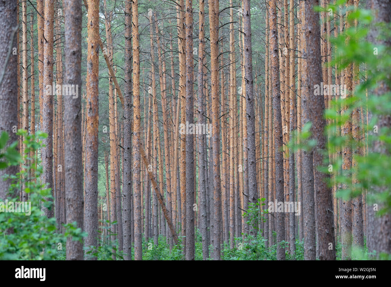 Climate resilient trees hi-res stock photography and images - Alamy