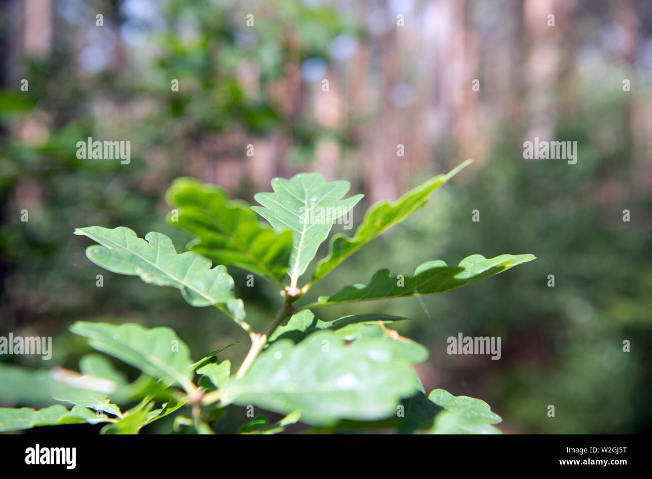 Climate resilient trees hi-res stock photography and images - Alamy