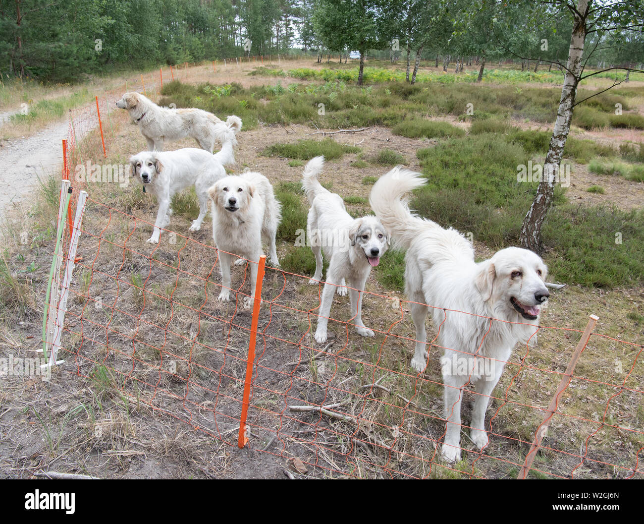 Are Wolves Good Guard Dogs