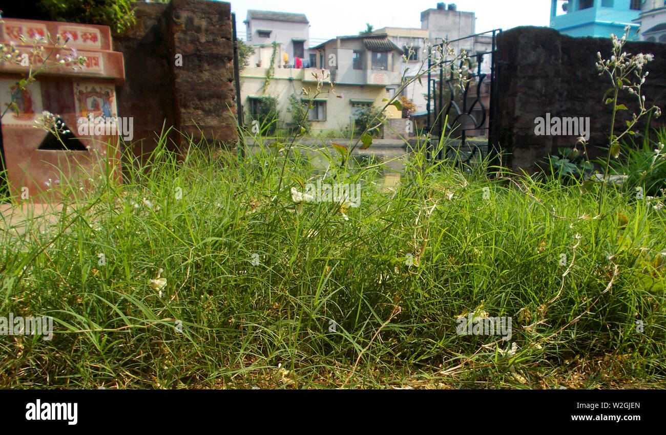 grass of Indian garden Stock Photo - Alamy