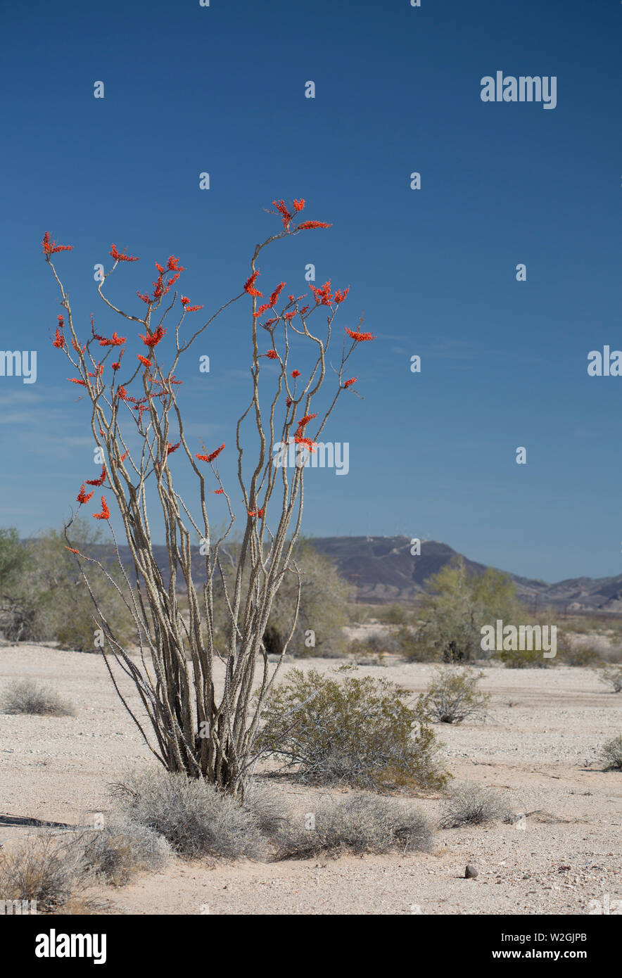 Visit borrego hi-res stock photography and images - Alamy