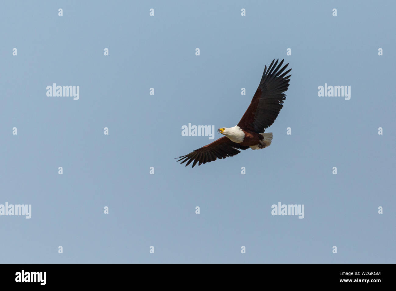 Flying african fish eagle hi-res stock photography and images - Alamy