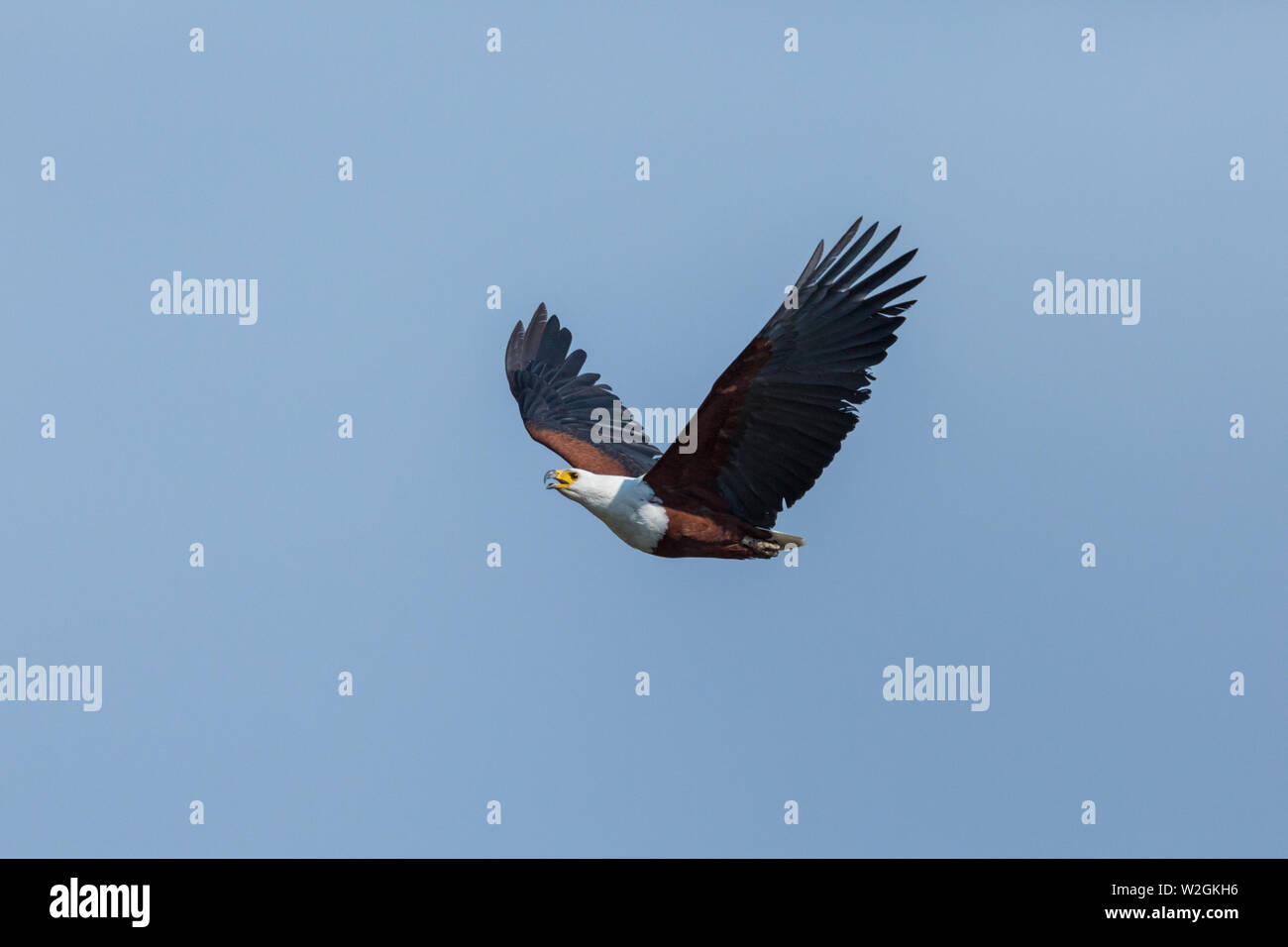 Flying African Fish Eagle High Resolution Stock Photography and Images ...