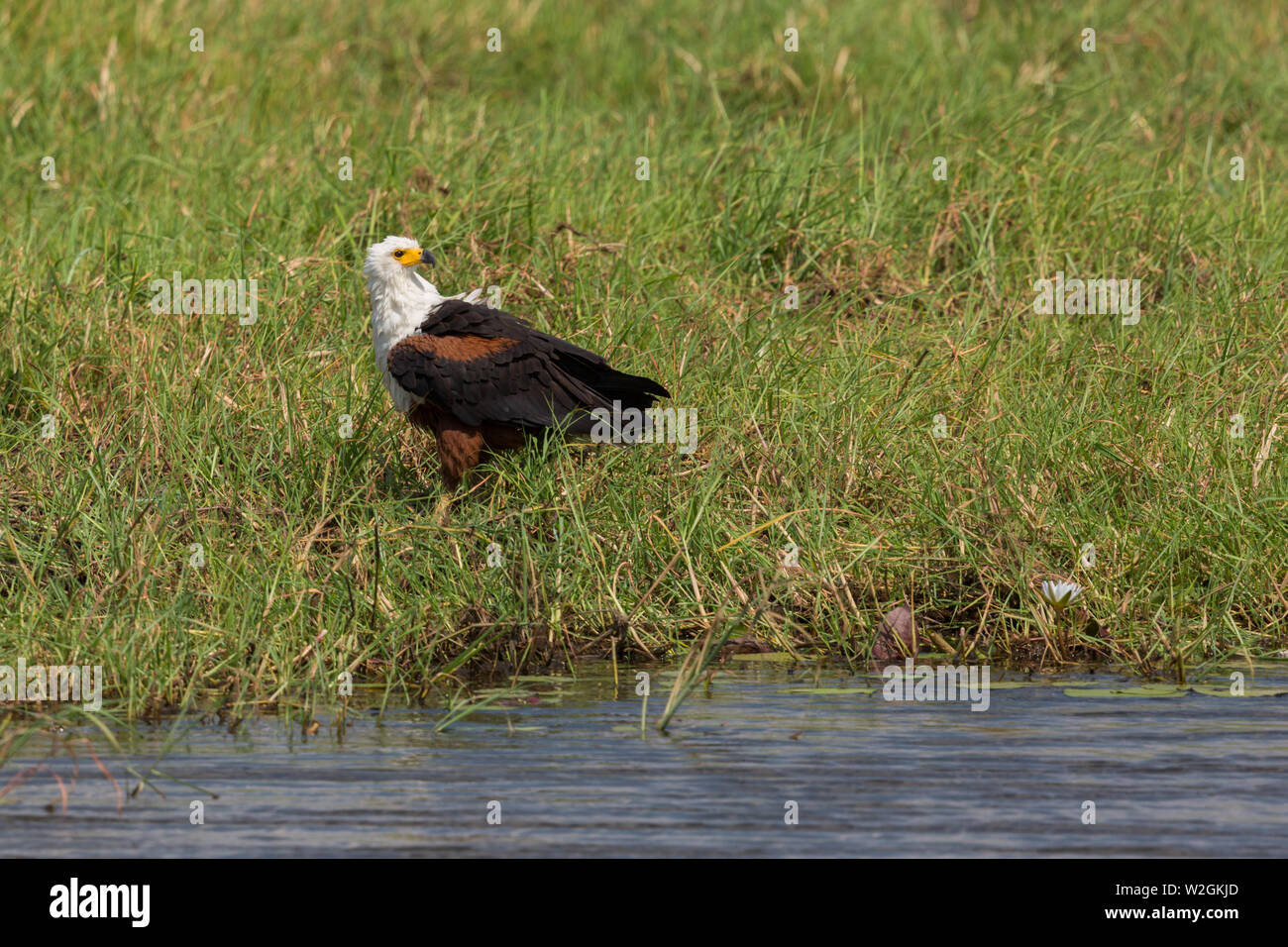 African Fish Eagle Namibia High Resolution Stock Photography and Images ...