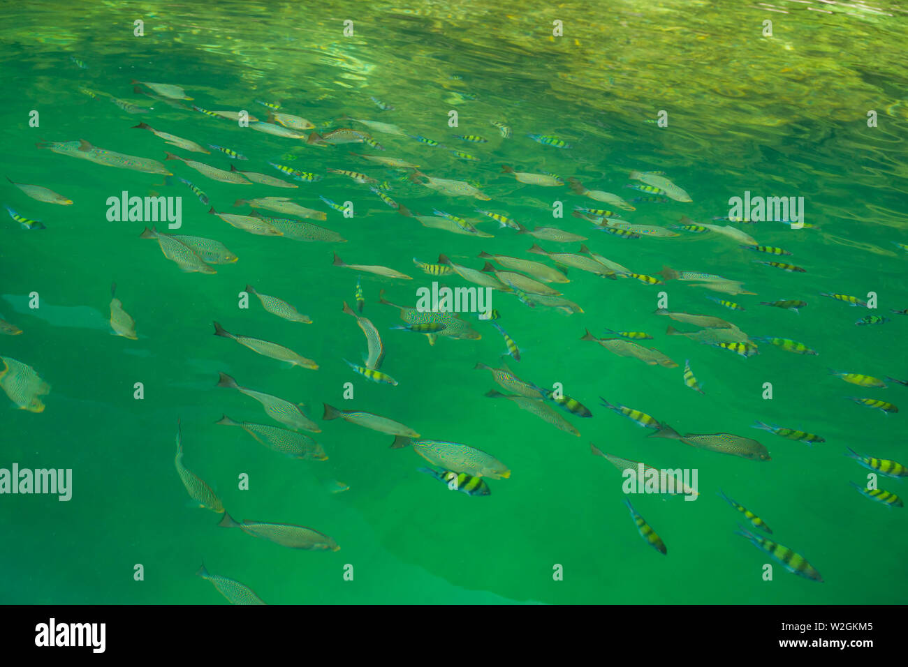 Group of fish swimming in the sea view on the boat Stock Photo - Alamy