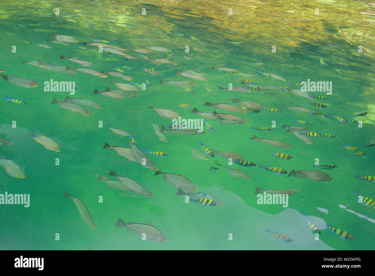 Group of fish swimming in the sea view on the boat Stock Photo - Alamy
