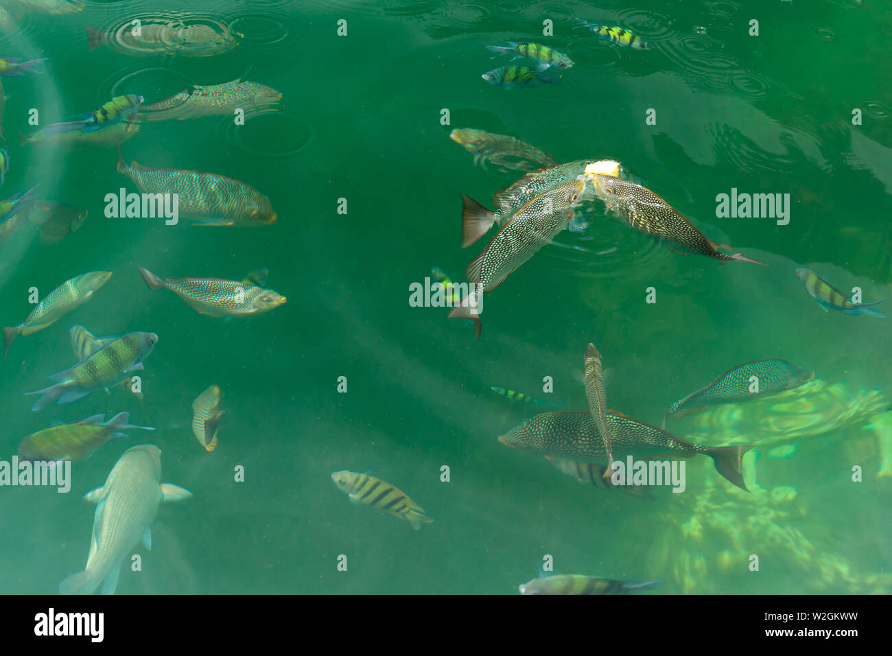 Group of fish eating food in the sea view on the boat Stock Photo - Alamy