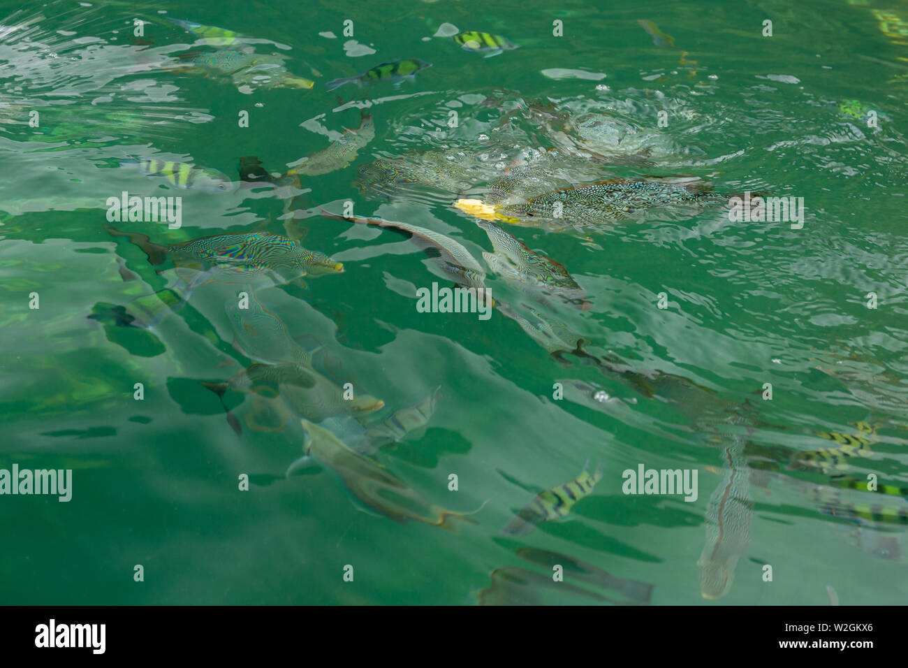 Group of fish eating food in the sea view on the boat Stock Photo - Alamy