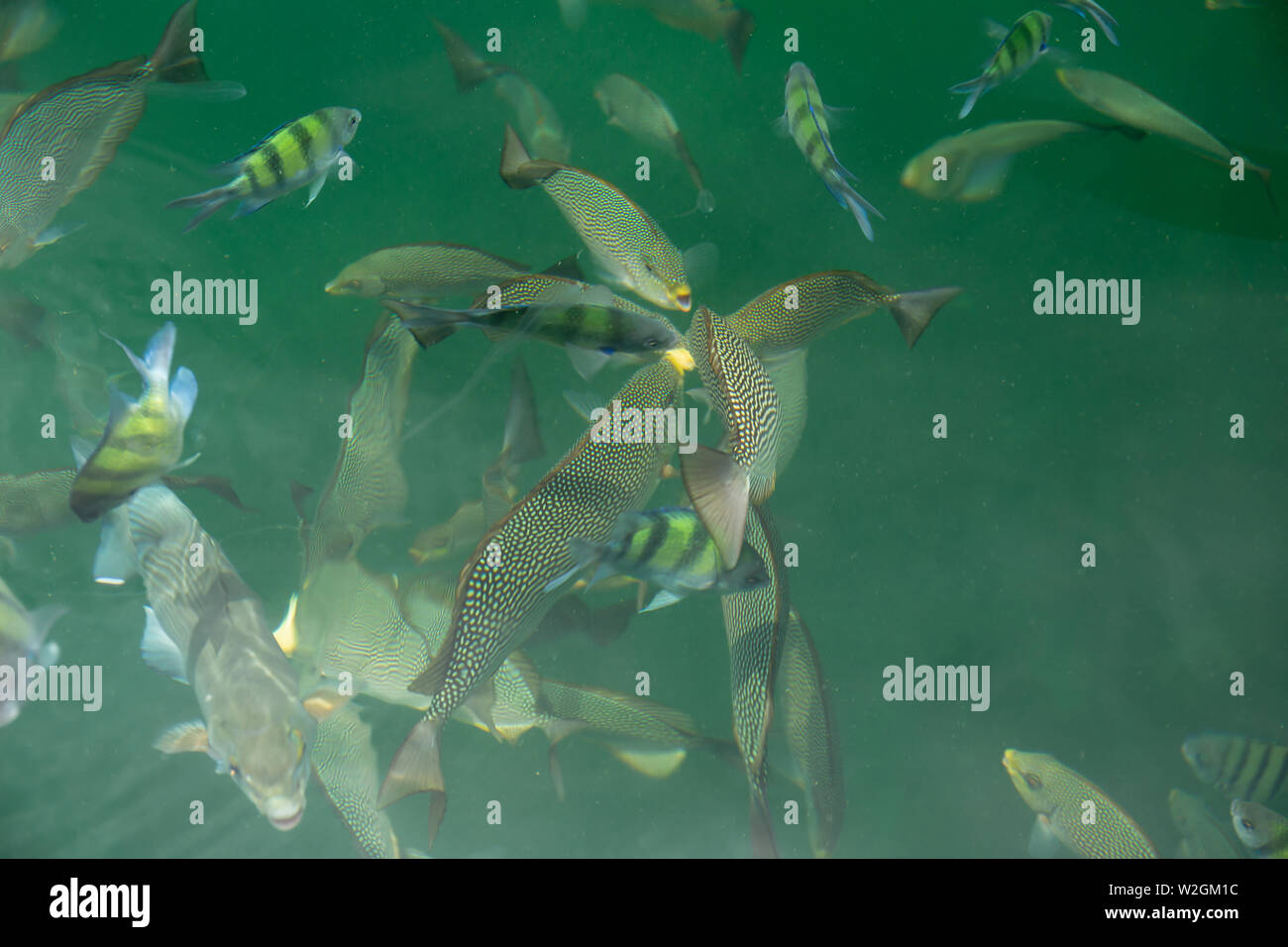 Group of fish eating food in the sea view on the boat Stock Photo - Alamy