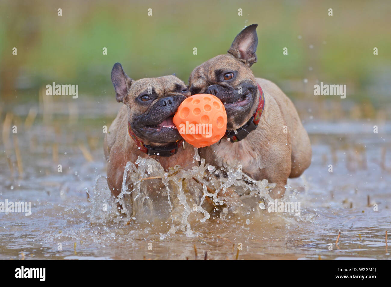 Two brown French Bulldog dogs playing fetch in a big puddle, carrying a ...