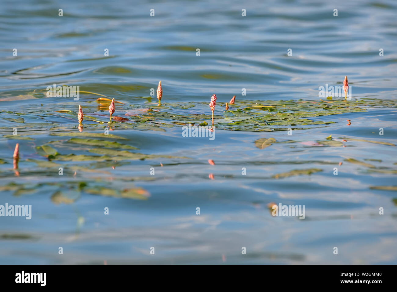 Amphibia hi-res stock photography and images - Alamy