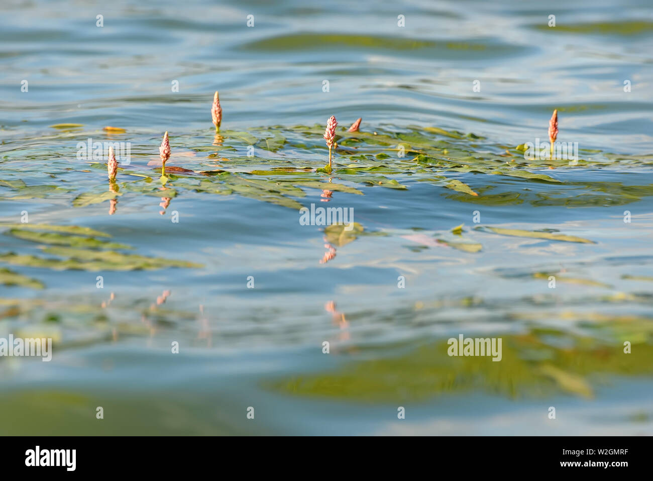 Beautiful pink aquatic flowers of water buckwheat (Persicaria amphibia ...
