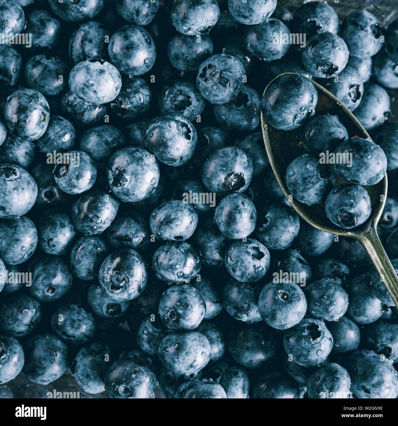 Fresh huckleberry full frame food background. The concept of healthy ...