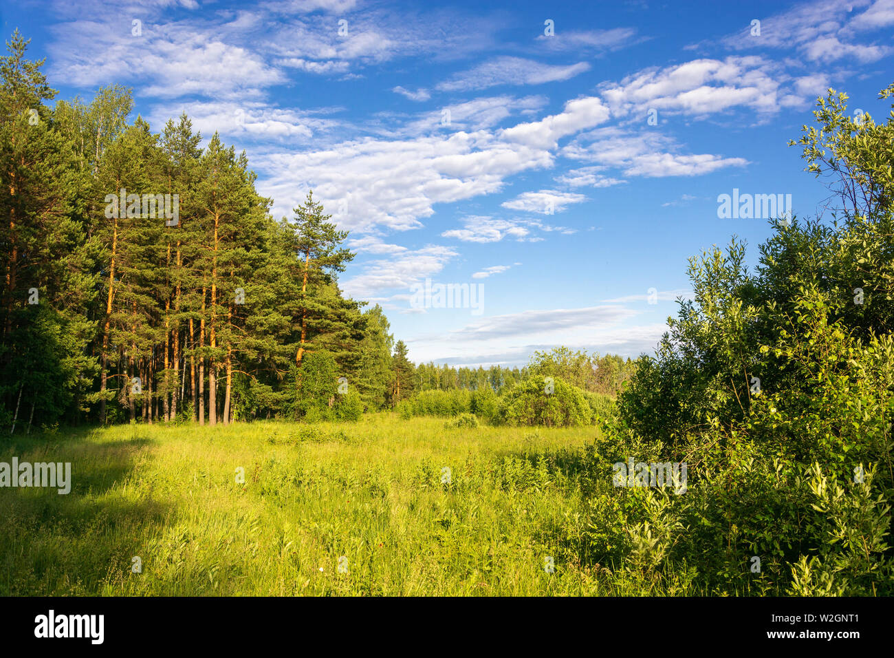 Pine Grove in the bright rays of the setting sun and a beautiful cloudy ...