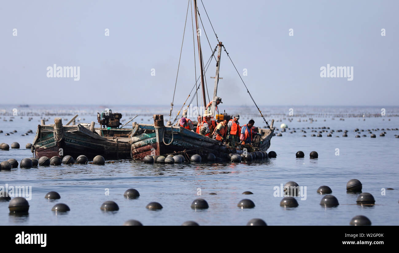 Live scallops hi-res stock photography and images - Alamy