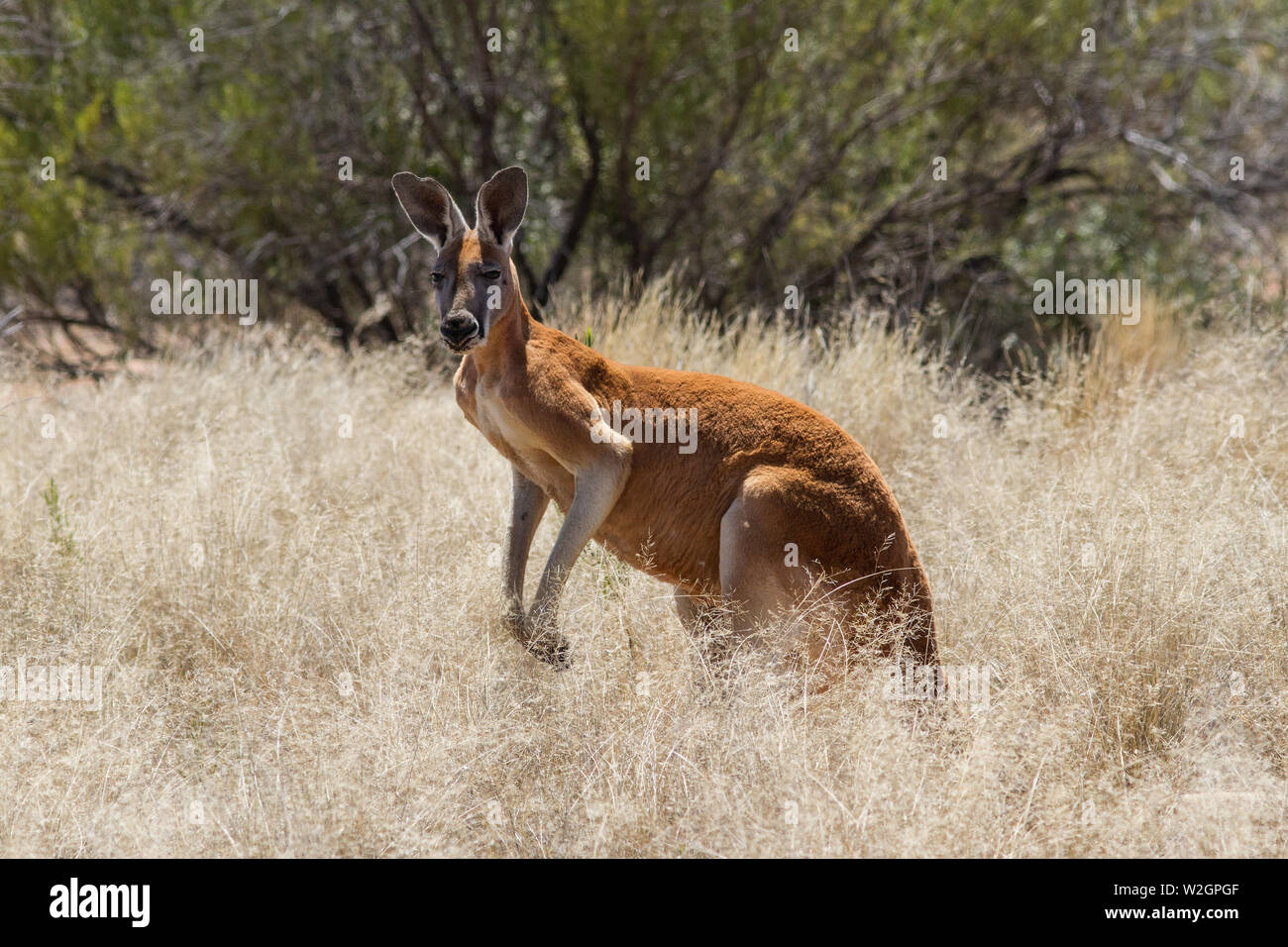 Male Red Kangaroo Macropus rufus Stock Photo - Alamy
