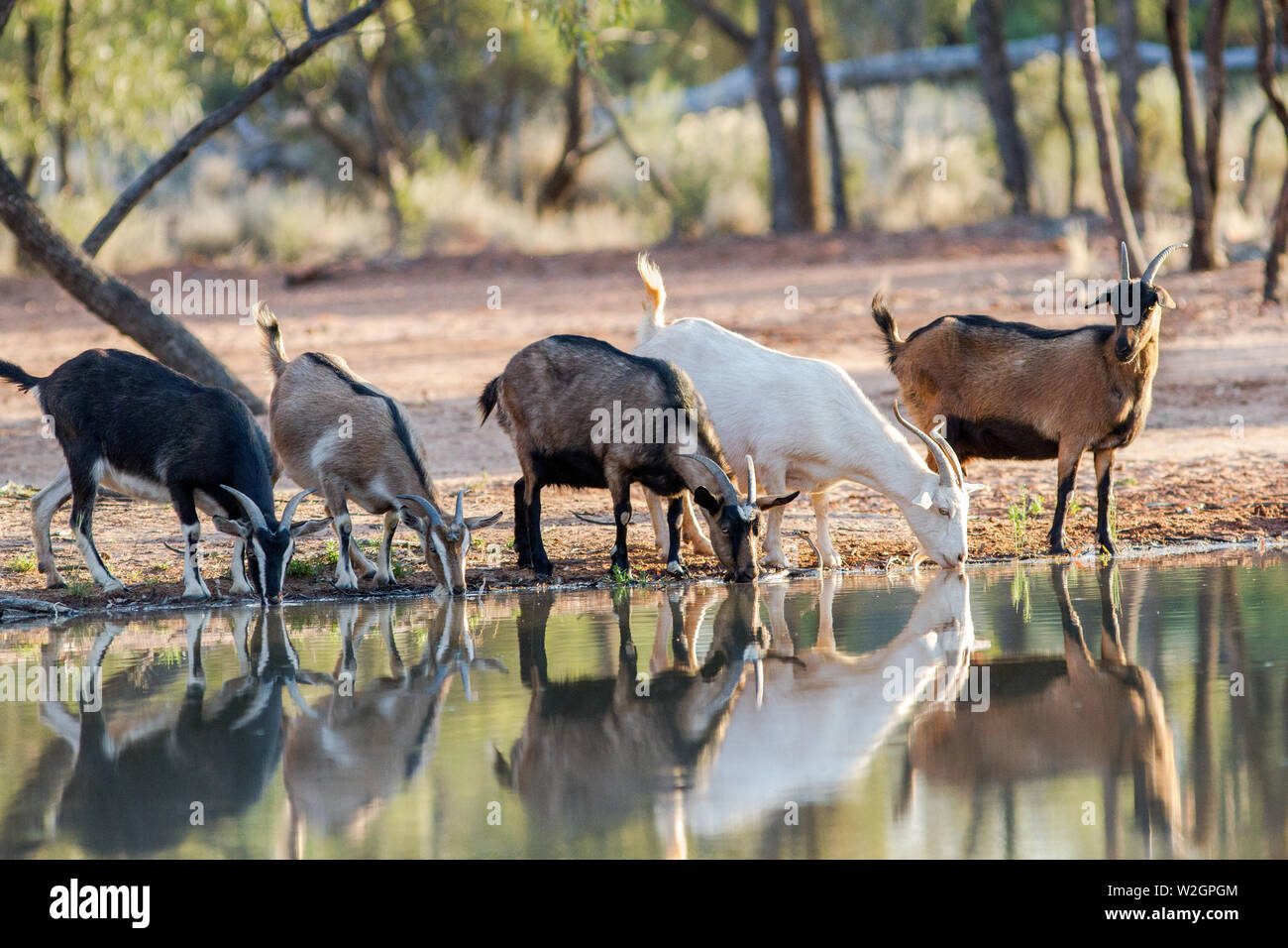 Australian Feral Goats drinking at waterhole Stock Photo - Alamy