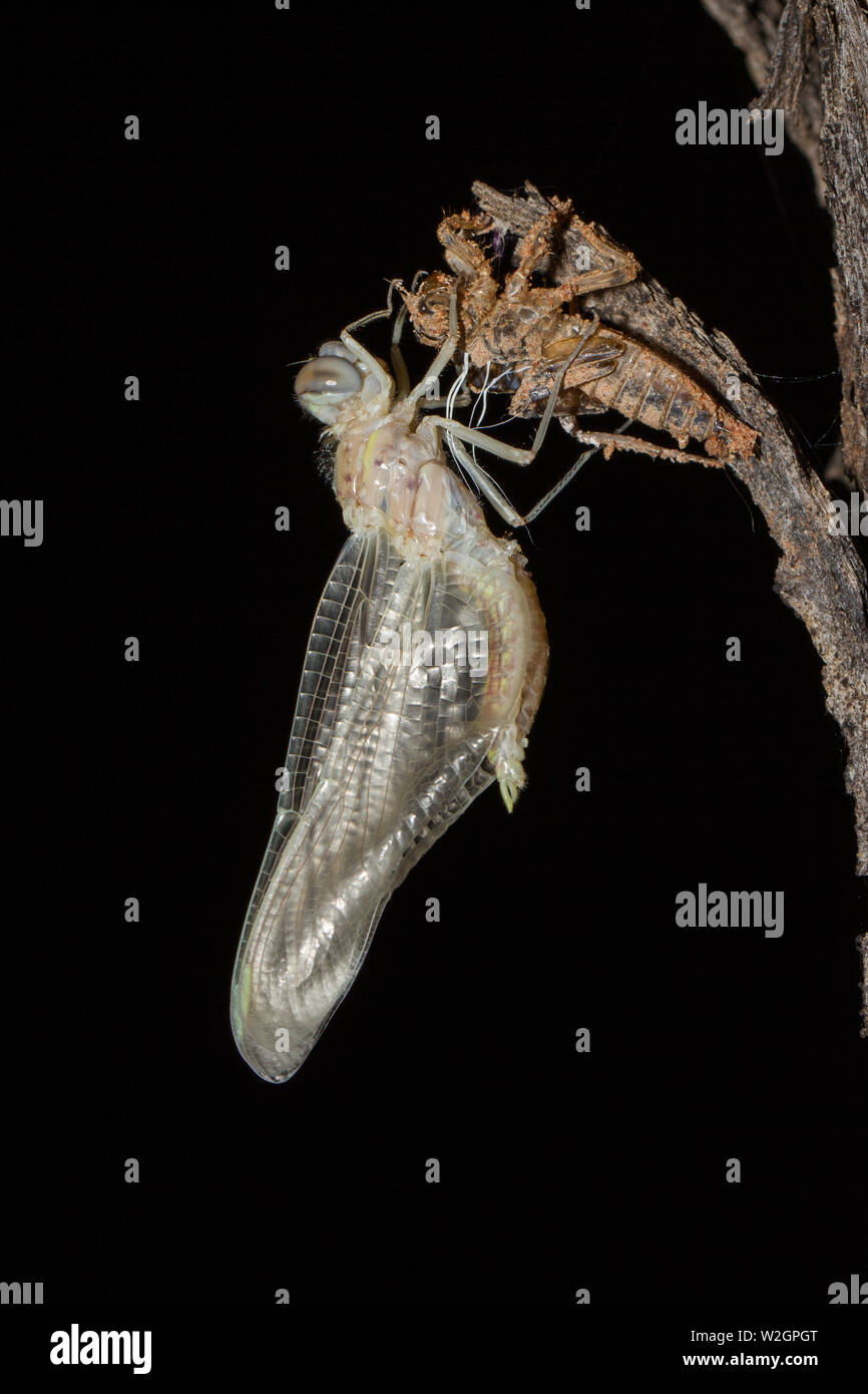 Dragonfly emerging from chrysalis hi-res stock photography and images ...