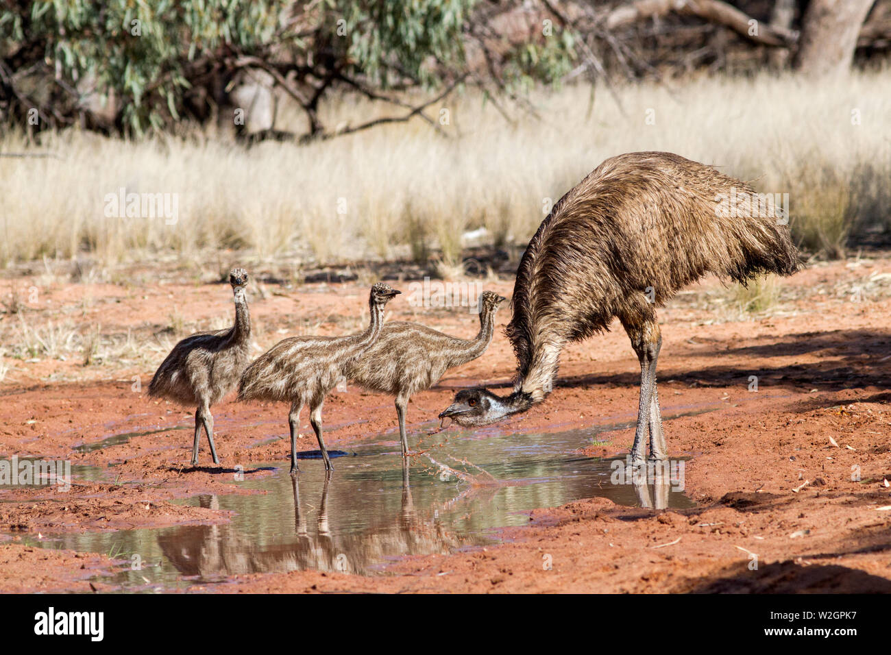 Male Emu with chicks drinking from pool Stock Photo - Alamy