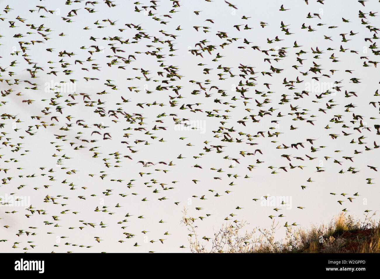 Australian Budgerigar flock in western Queensland Stock Photo - Alamy