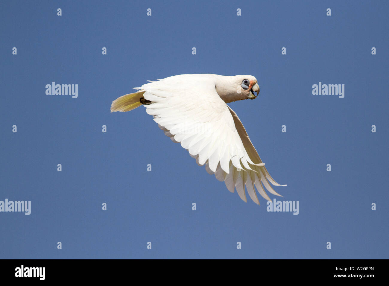 Little Corella in flight Cacatua sanguinea Stock Photo - Alamy