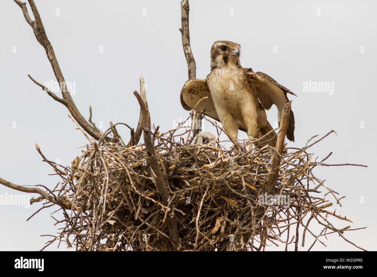 Brown Falcon sitting on nest with chicks Falco berigora Stock Photo - Alamy