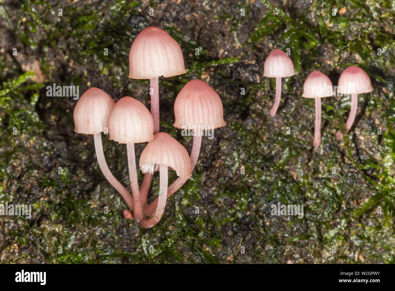 Fungi found on the rain forest floor Stock Photo - Alamy