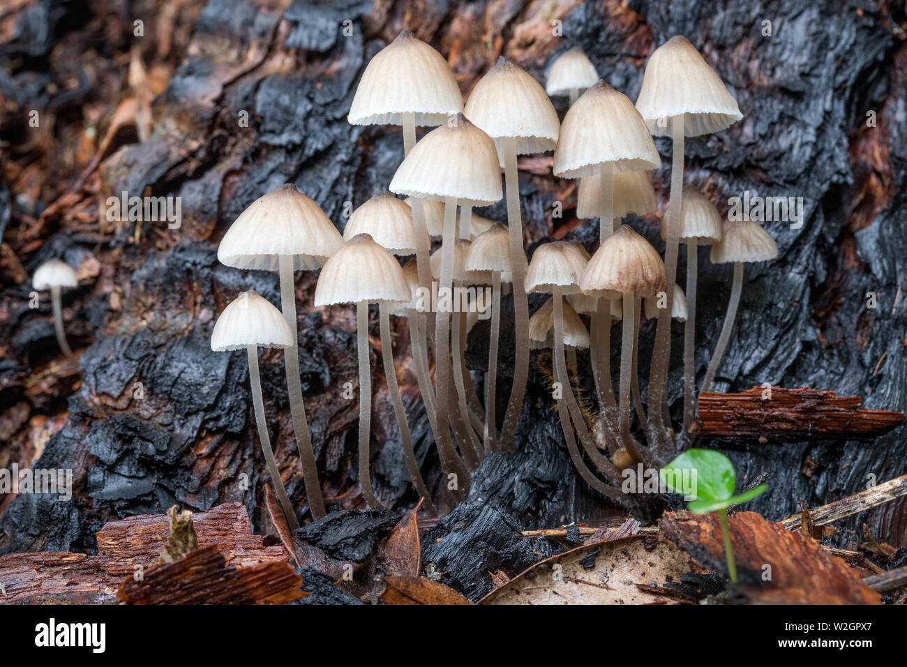 Fungi found on the rain forest floor Stock Photo - Alamy