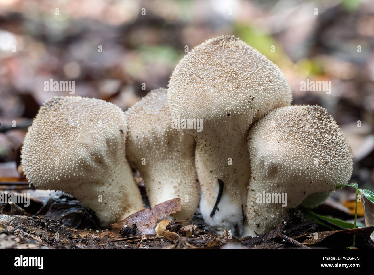 Fungi found on the rain forest floor Stock Photo - Alamy