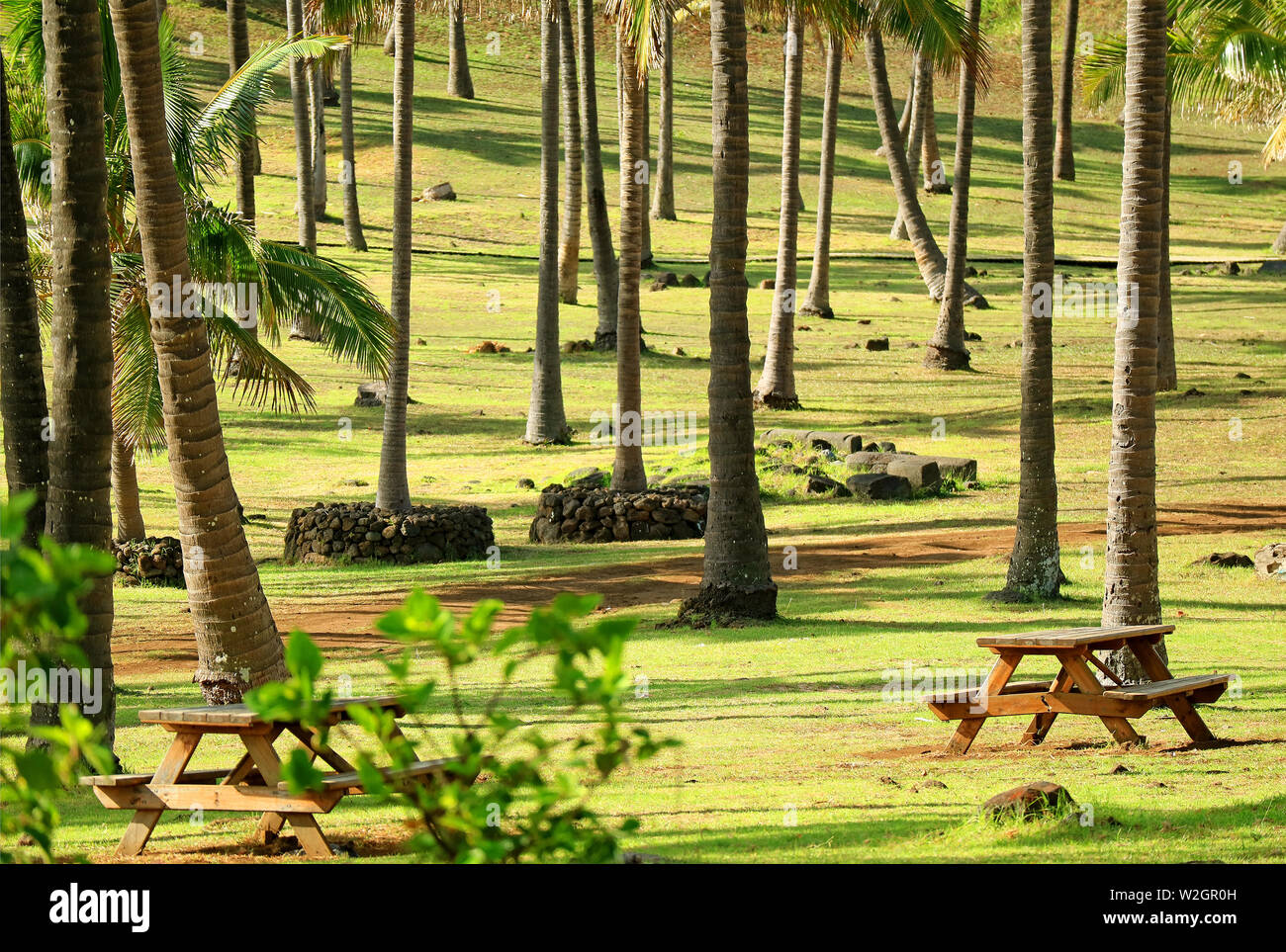 Wooden benches among coconut palm trees in the beach side park, Easter ...