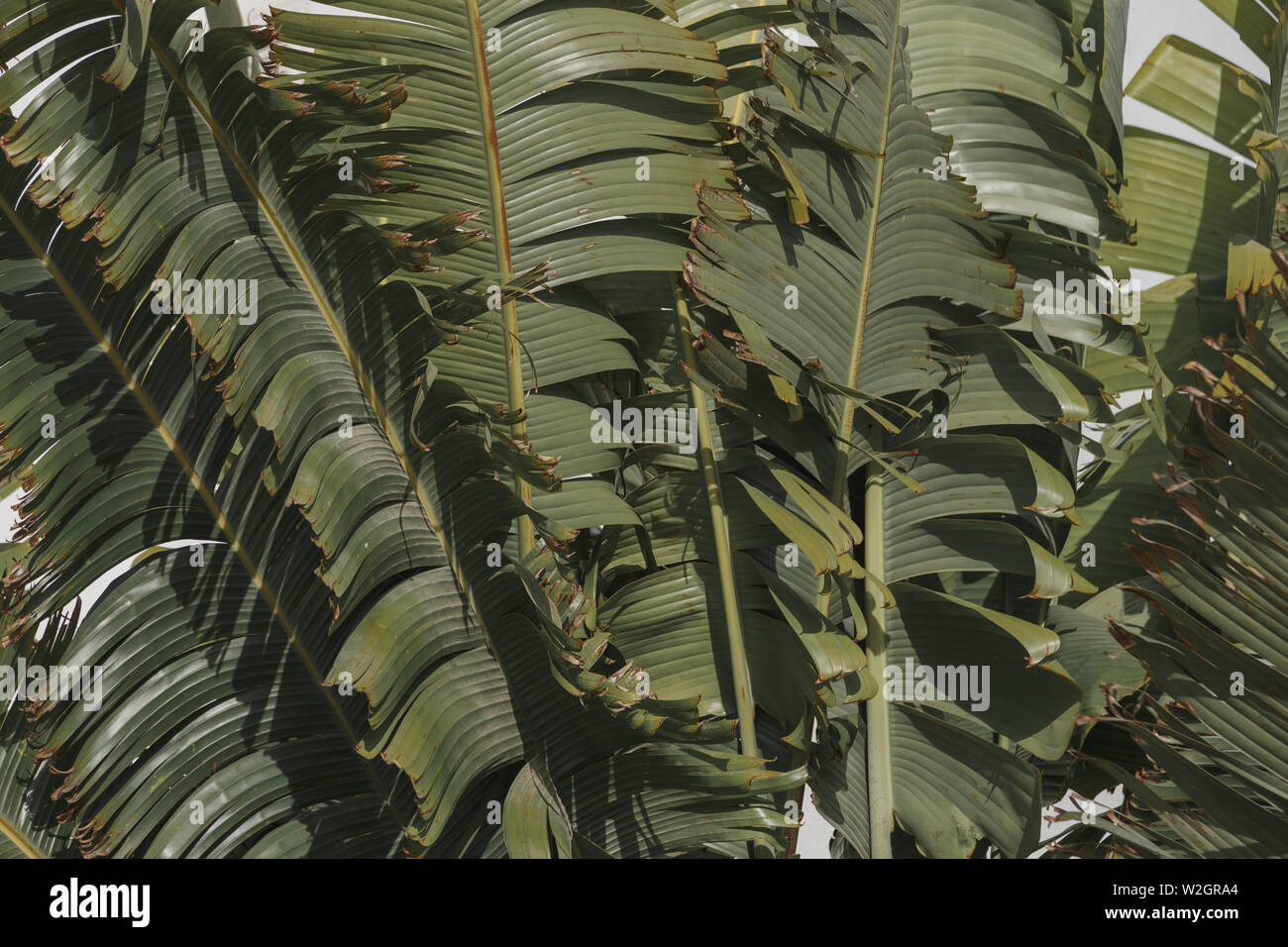 tropical leaves texture, large palm foliage nature green background ...
