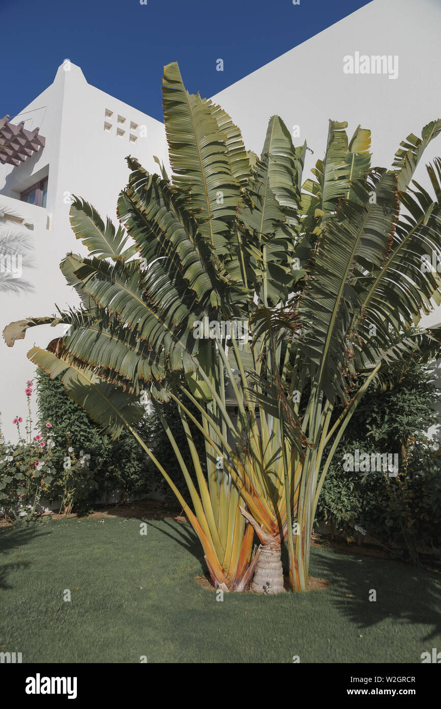 tropical leaves banana palm tree Stock Photo - Alamy