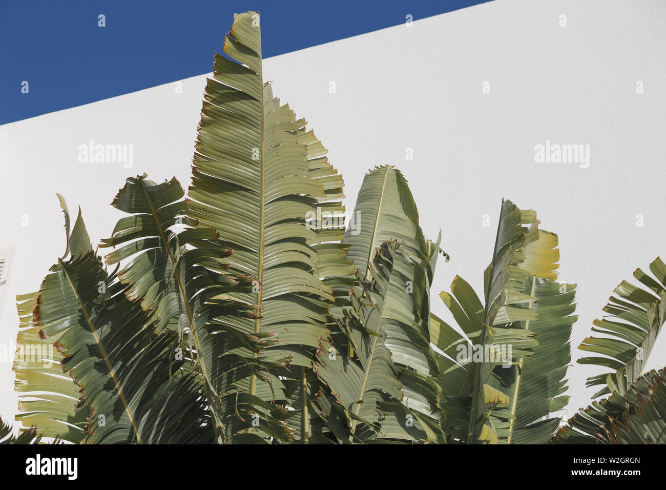 Banana palm hi-res stock photography and images - Alamy