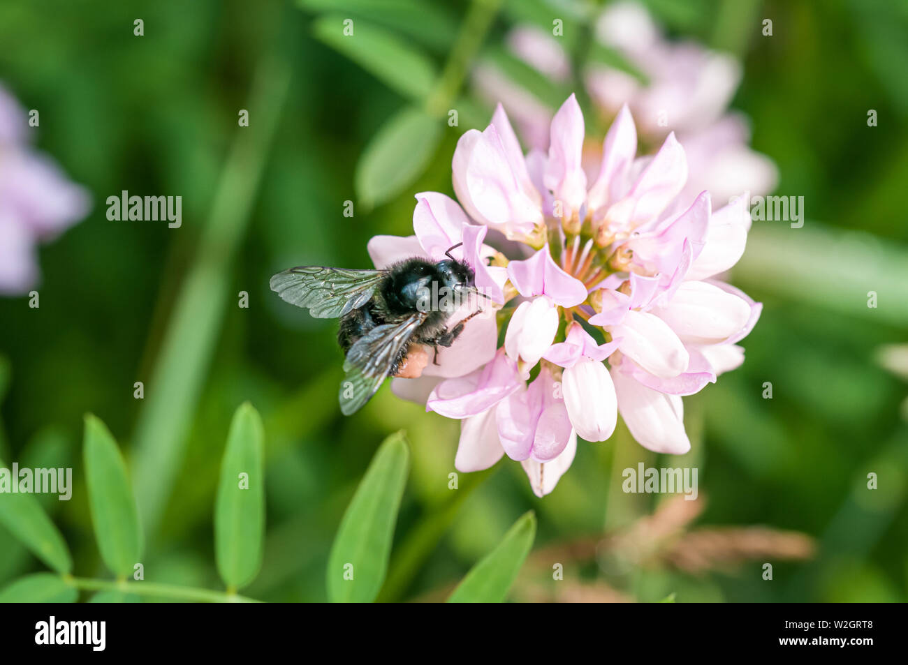A wild black bee foraging on a pink clover flower and gathering pollen ...