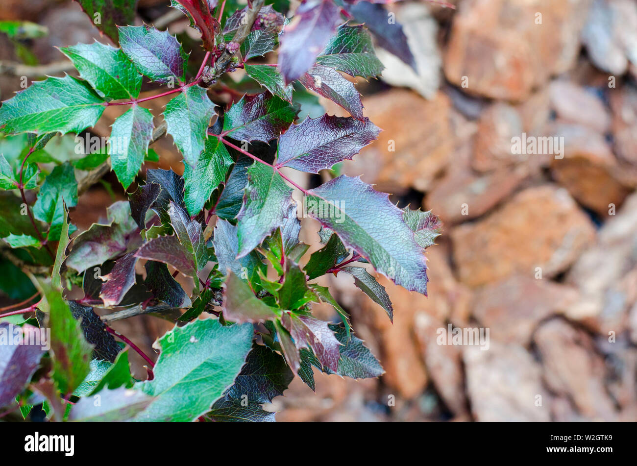 Colorful Magonia bush branches. Photo Stock Photo - Alamy