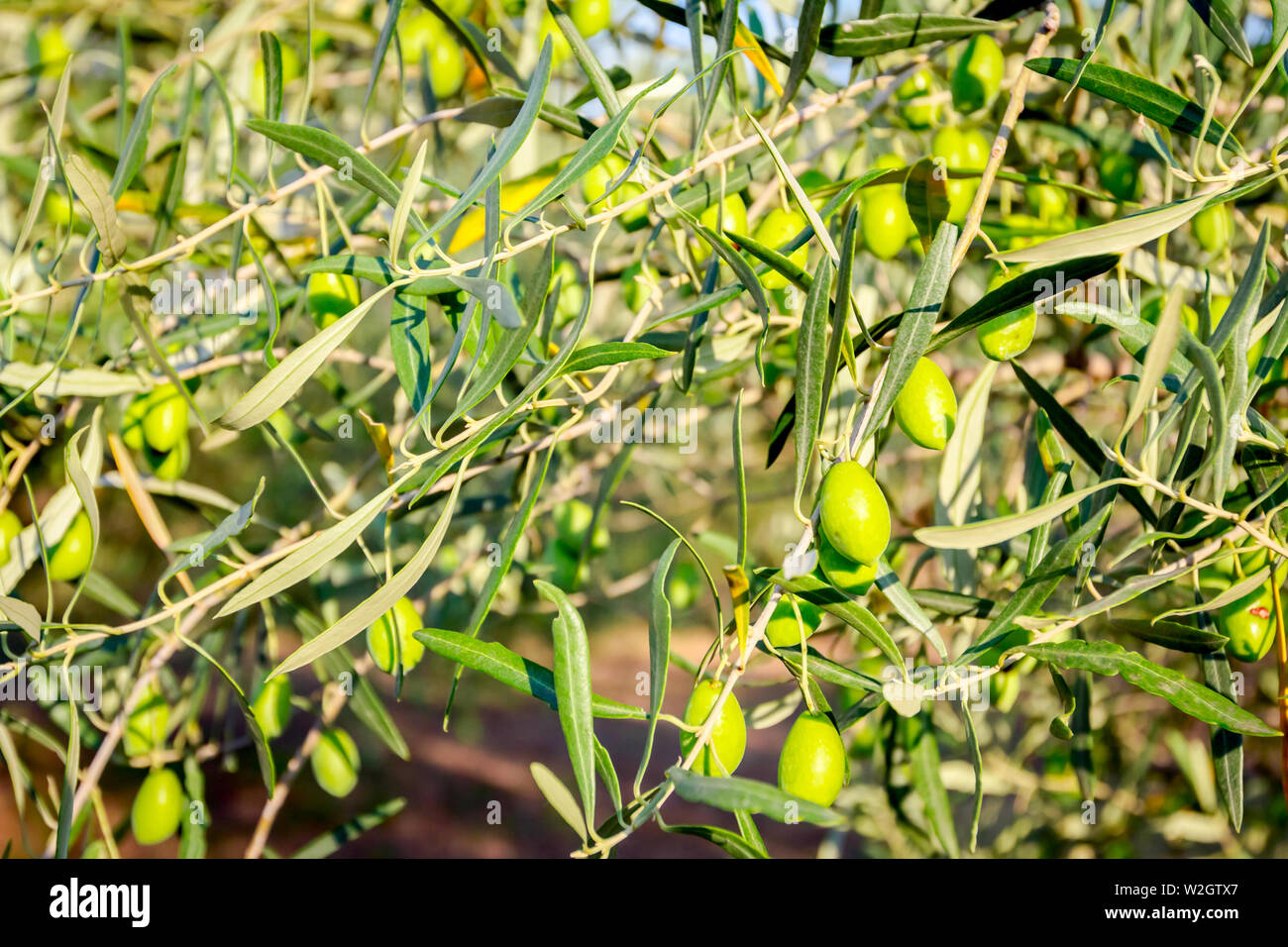 View on the canopy of green olive tree at plantation Stock Photo - Alamy