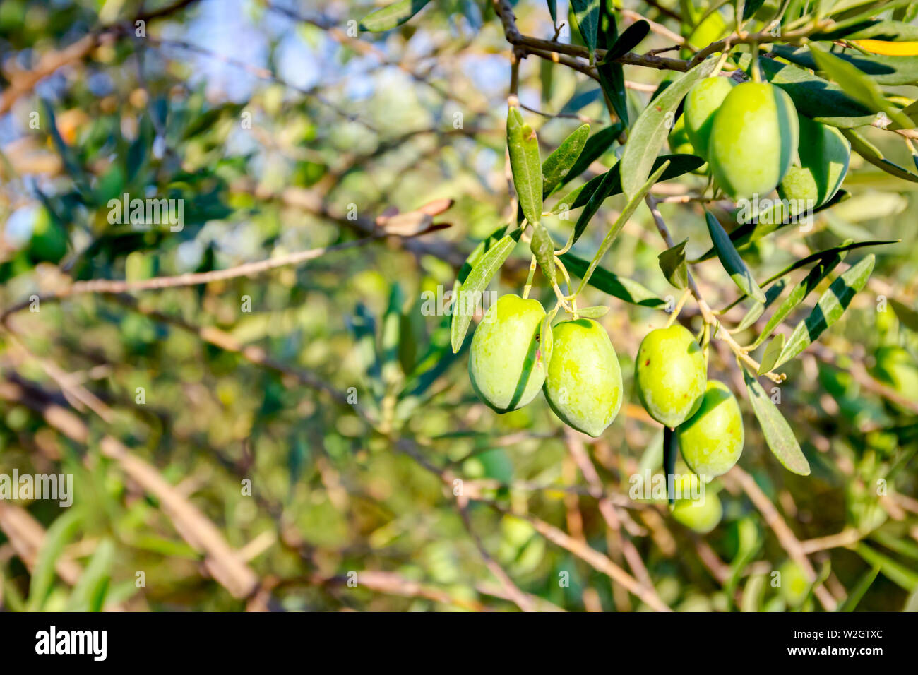 View on the canopy of green olive tree at plantation Stock Photo - Alamy