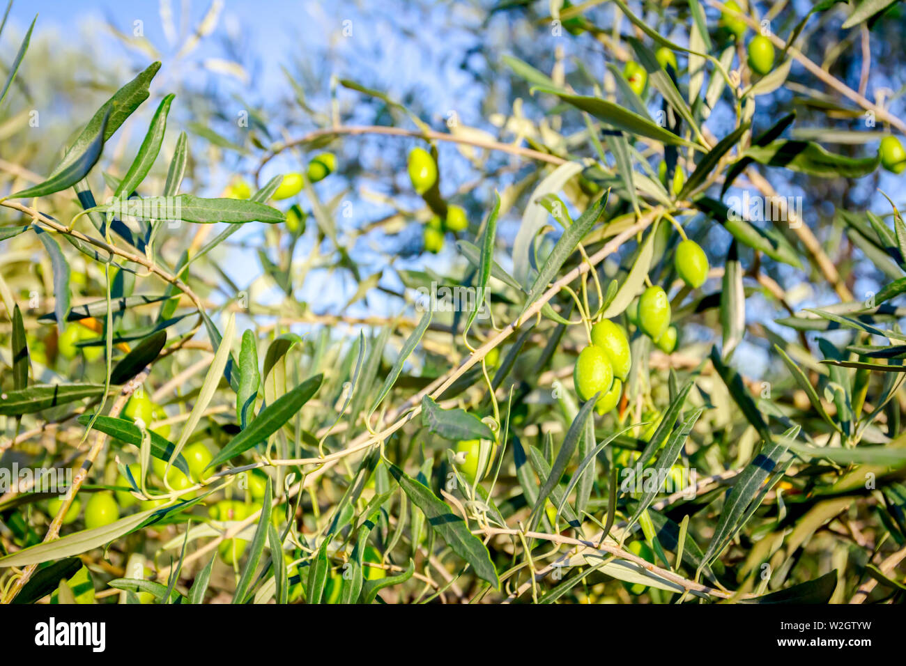 View on the canopy of green olive tree at plantation Stock Photo - Alamy