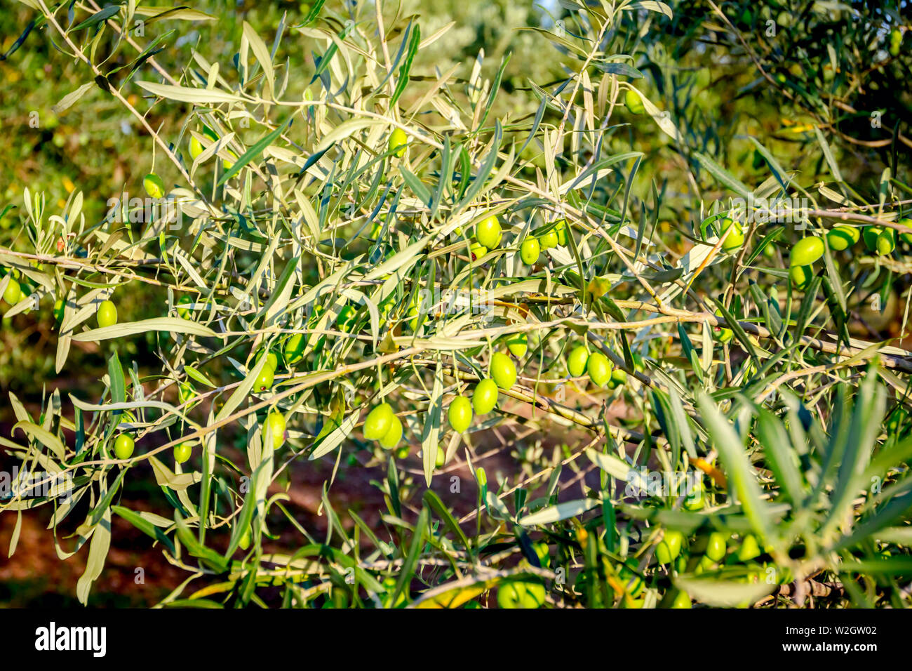 View on the canopy of green olive tree at plantation Stock Photo - Alamy