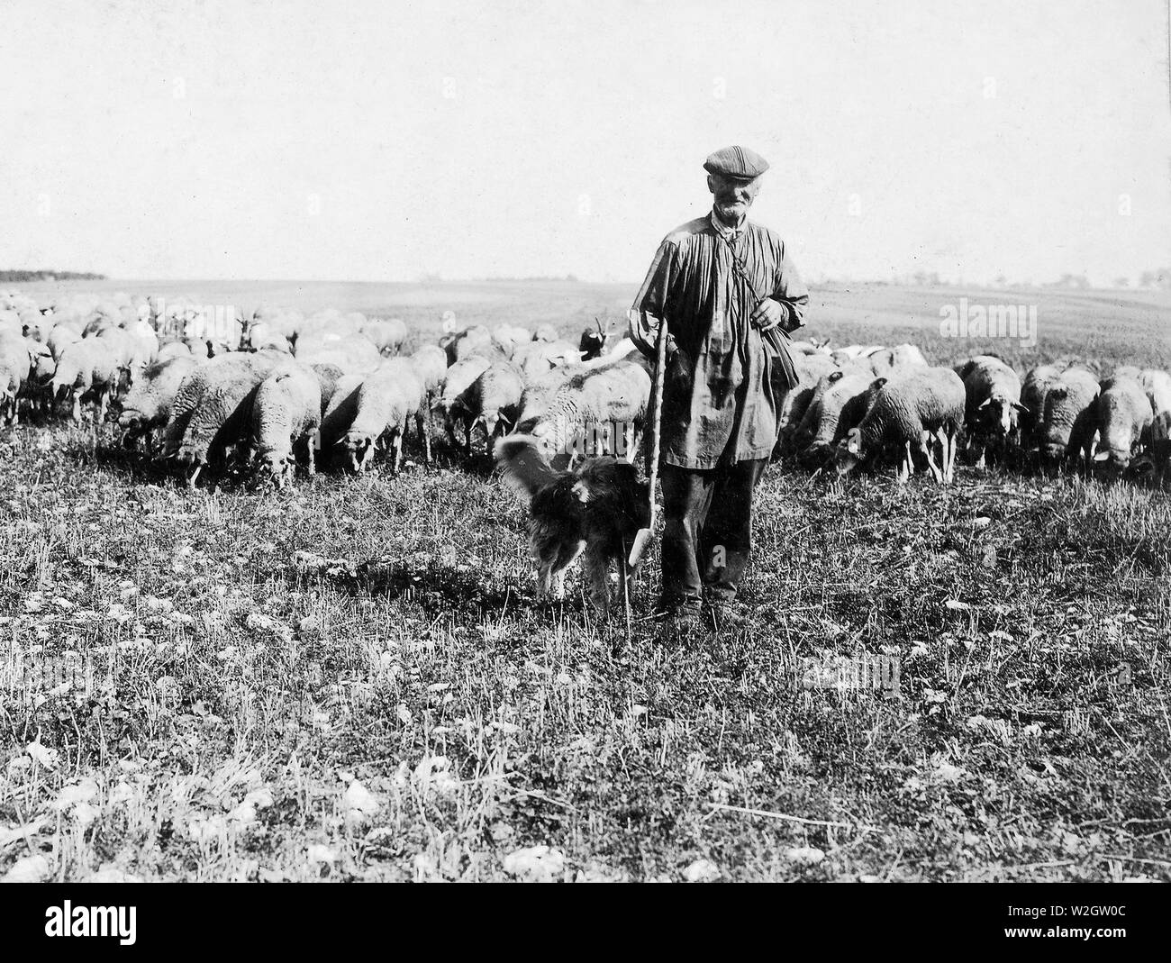Early 1900s shepherd hi-res stock photography and images - Alamy