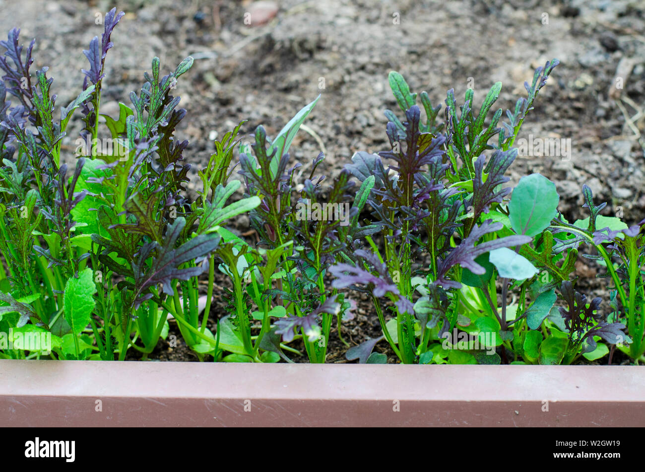 Salad spinach seedlings garden hi-res stock photography and images - Alamy