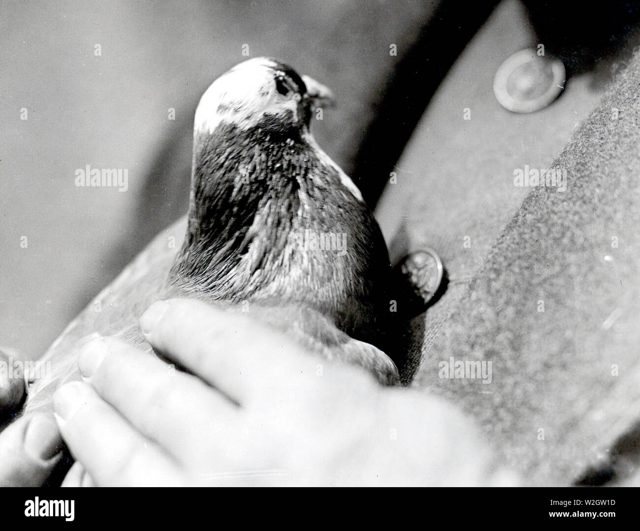 Hero pigeons and others from over-seas. President Wilson, a hero bird ...